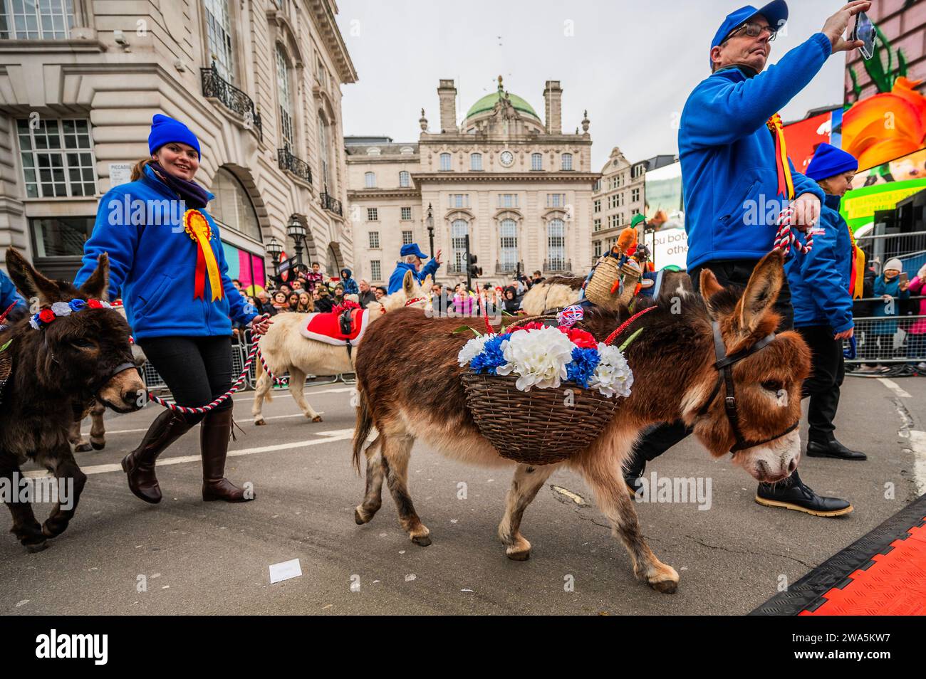 Donkey breed hi-res stock photography and images - Alamy