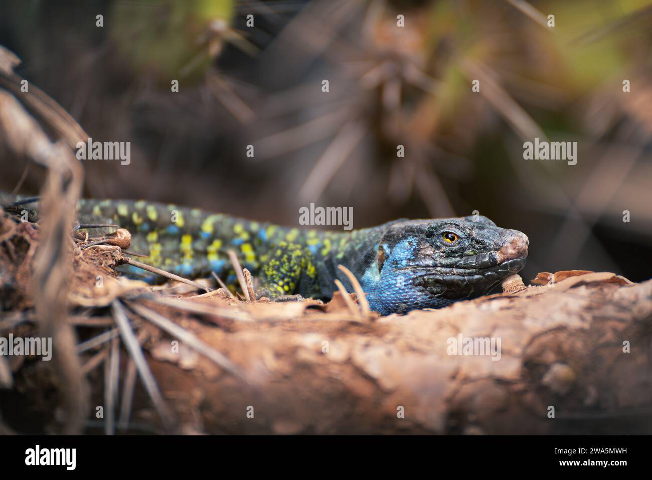 Male Tenerife lizard (Gallotia galloti) sun basking on rock, Tenerife ...