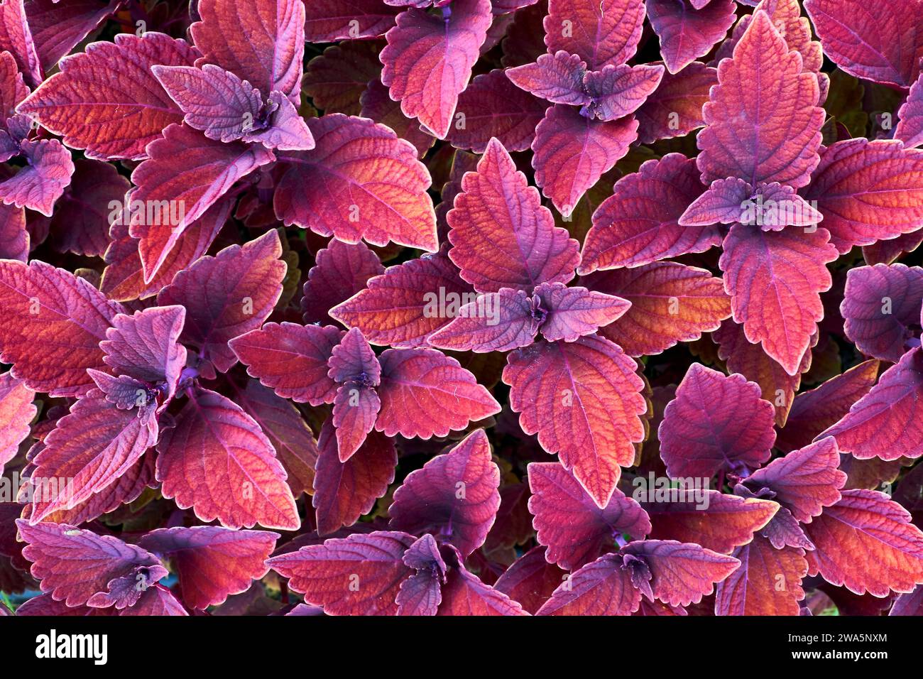 Landscaping, gardening. Red ornamental plant Coleus of the Lamiaceae ...