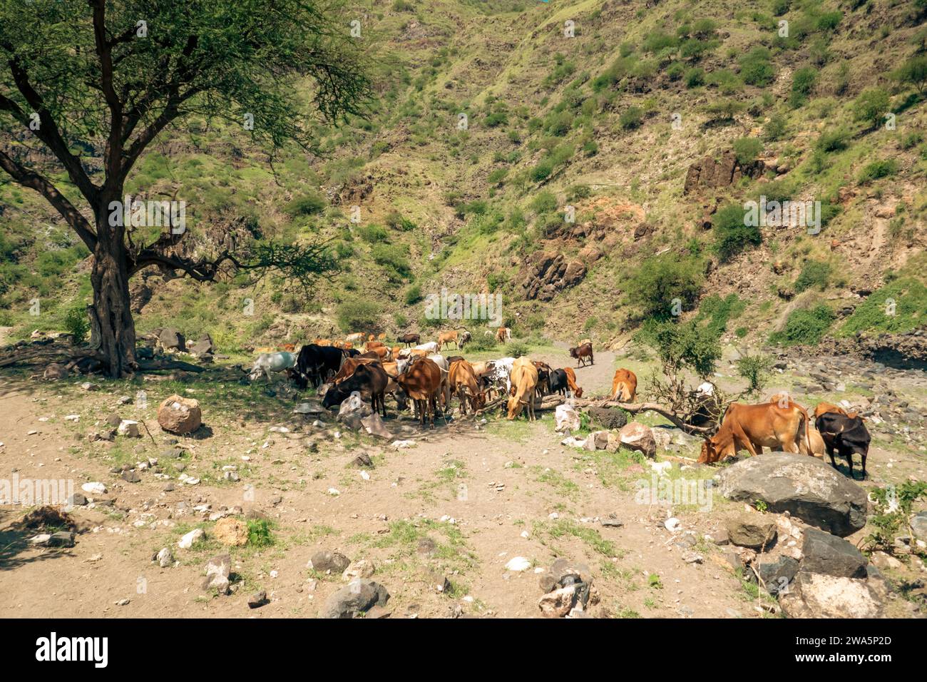 Sheep grazing animation hi-res stock photography and images - Alamy