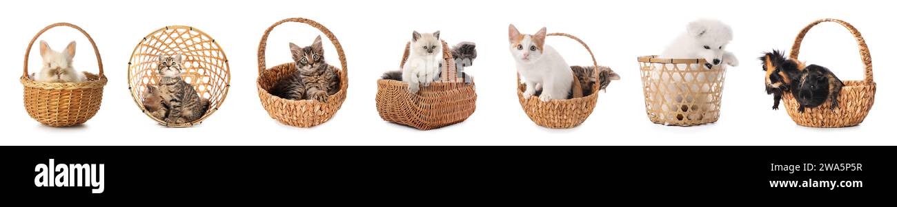 Set of cute domestic animals in baskets isolated on white Stock Photo ...
