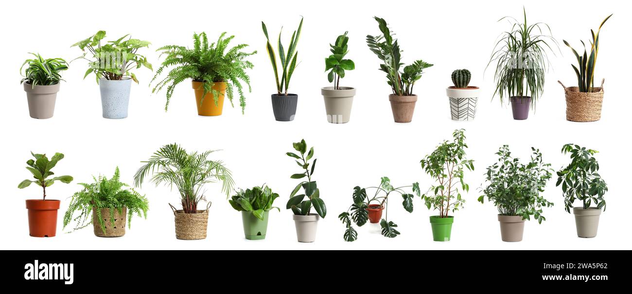 Collection of houseplants monstera hi-res stock photography and images ...