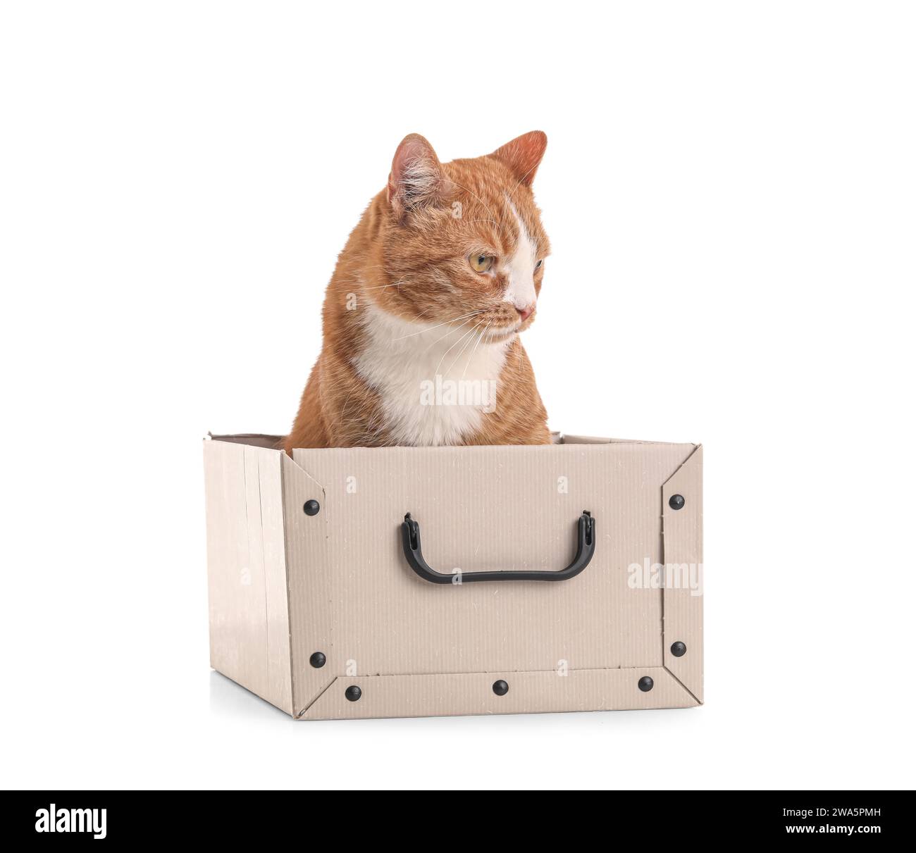 Funny cat in paper Cut Out Stock Images & Pictures - Alamy