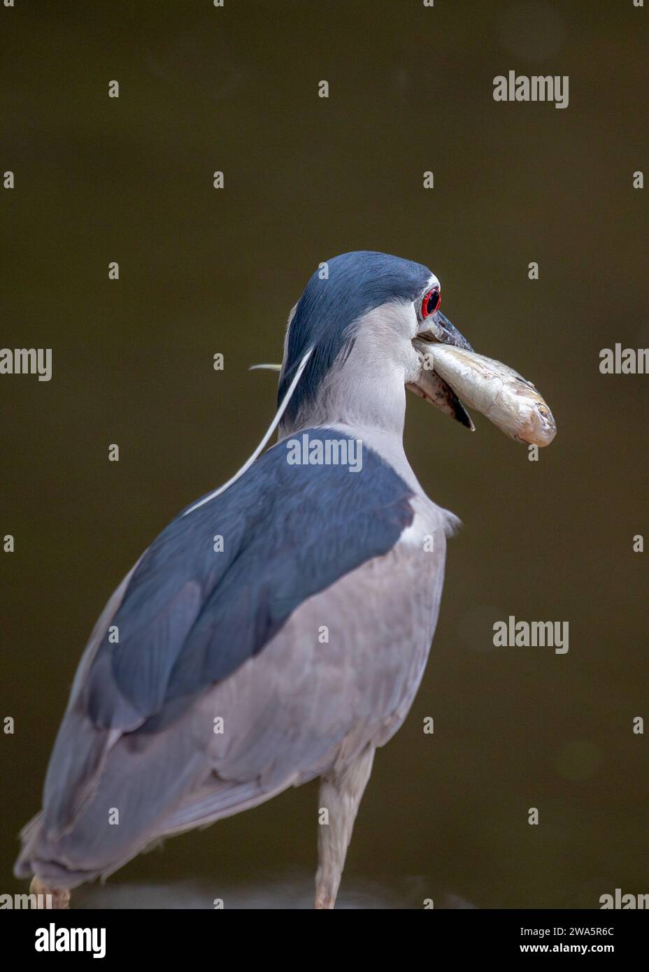 Nycticorax nycticorax, the Black-crowned Night Heron, graces wetlands ...