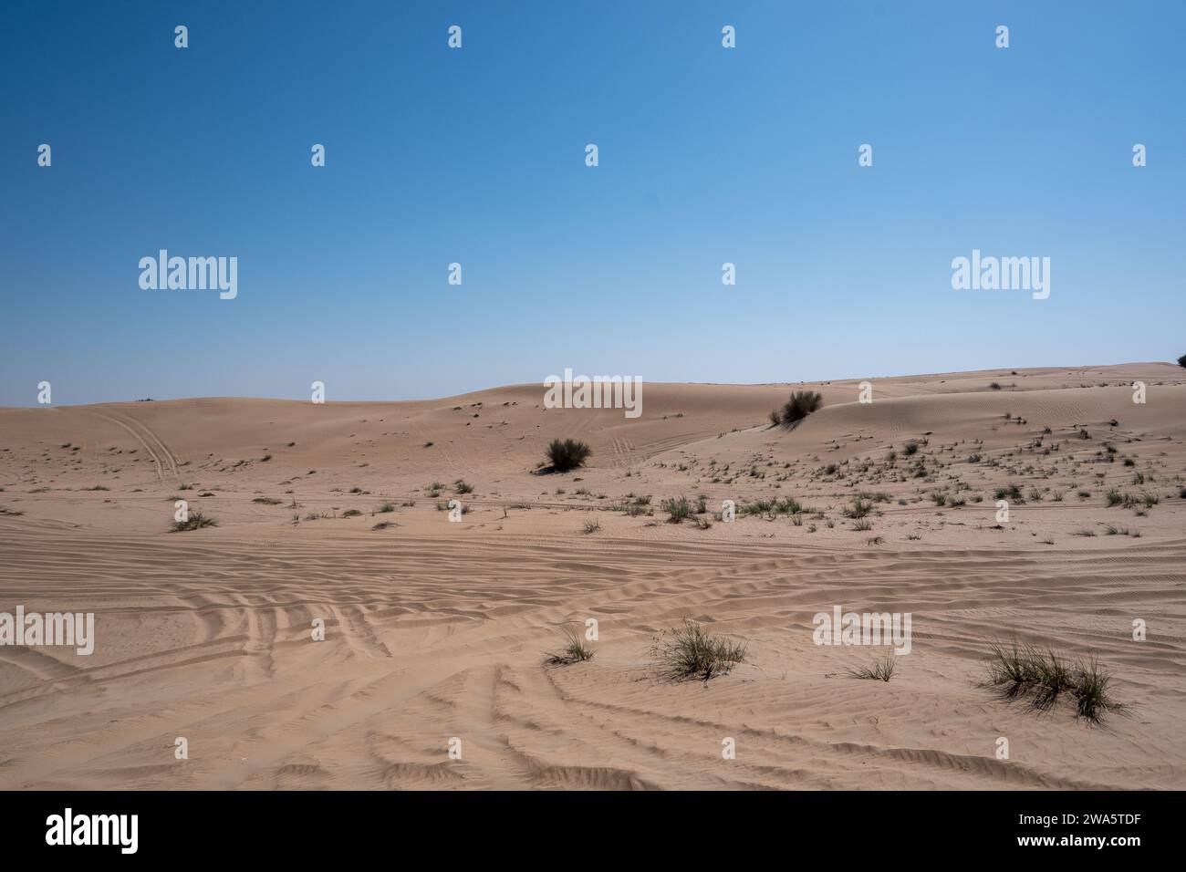 Al Qudra camels empty quarter seamless desert sahara in Dubai UAE ...