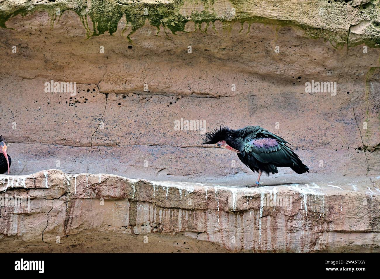 Crested ibis hi-res stock photography and images - Alamy