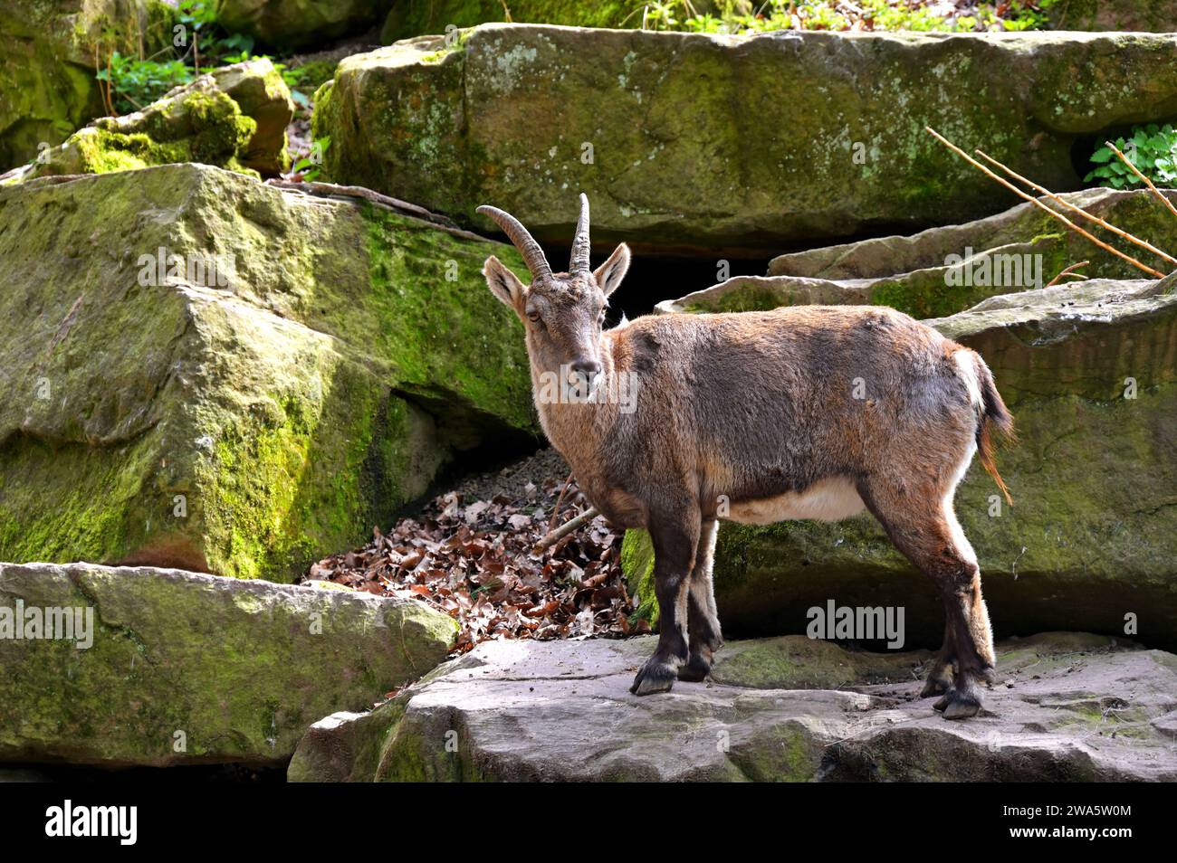 Stone goat stands between boulders Stock Photo - Alamy