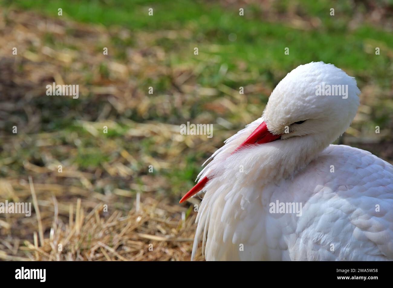 White stork in its hi-res stock photography and images - Alamy