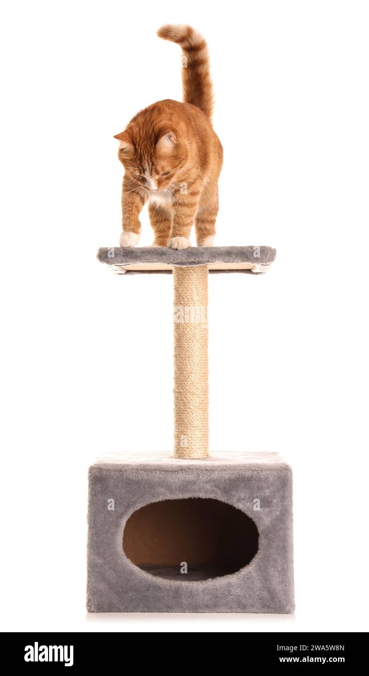 Cute cat on scratching post against white background Stock Photo - Alamy