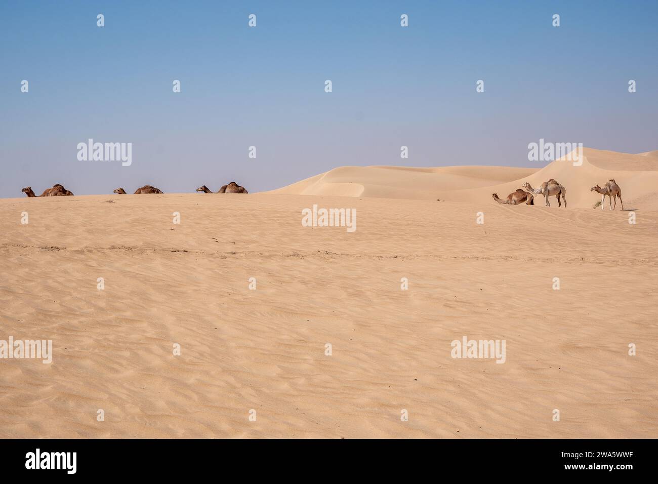 Al Qudra camels empty quarter seamless desert sahara in Dubai UAE ...