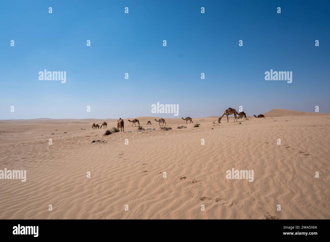 Al Qudra camels empty quarter seamless desert sahara in Dubai UAE ...