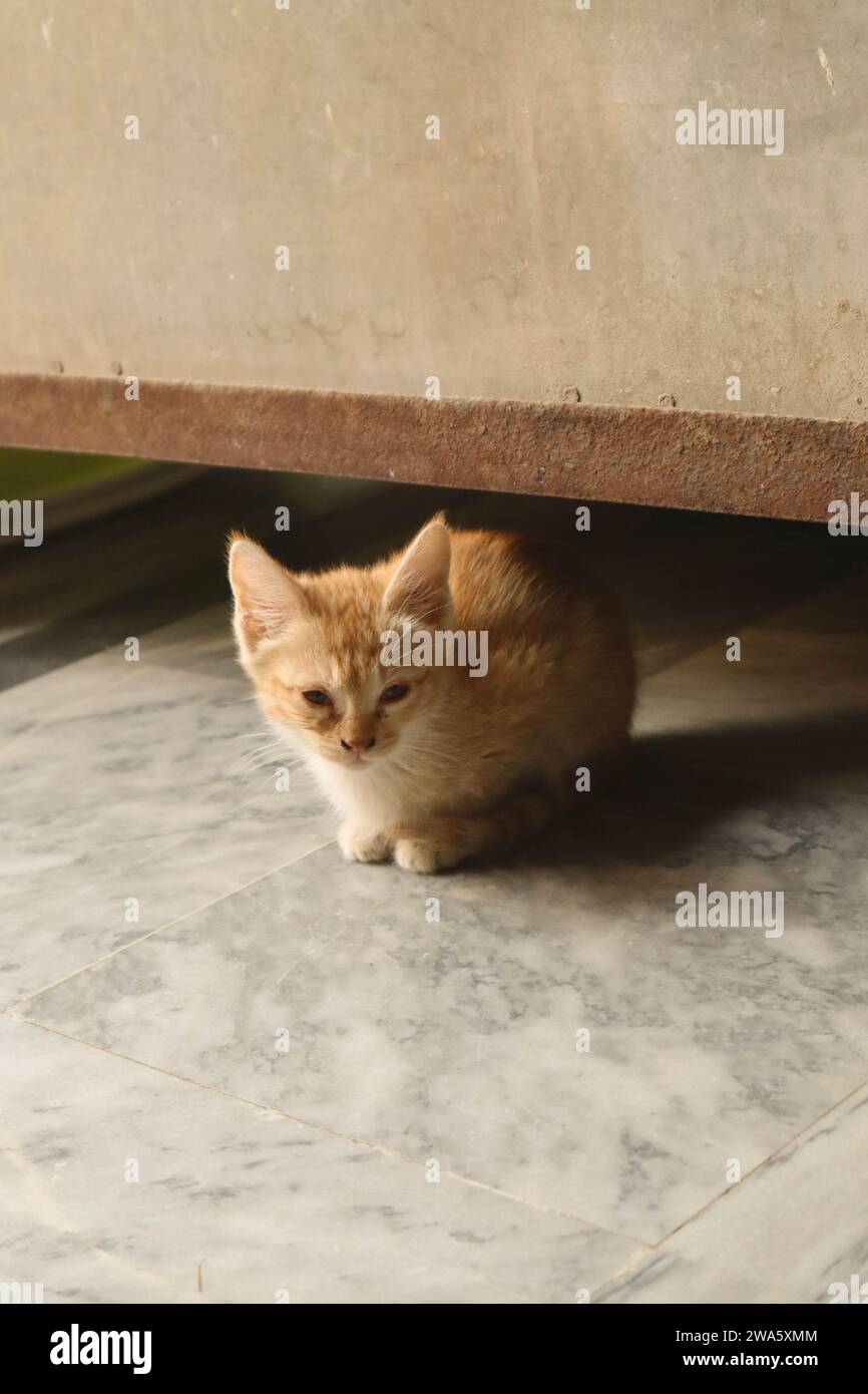 small brown kitten sitting on the floor waiting for mother cat Stock ...