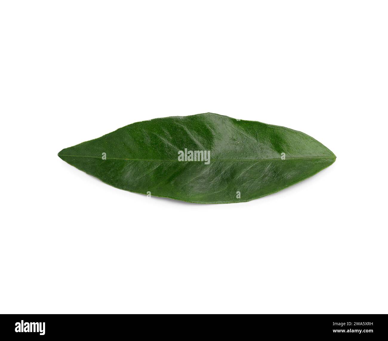 Tangerine leaf on white background Stock Photo - Alamy
