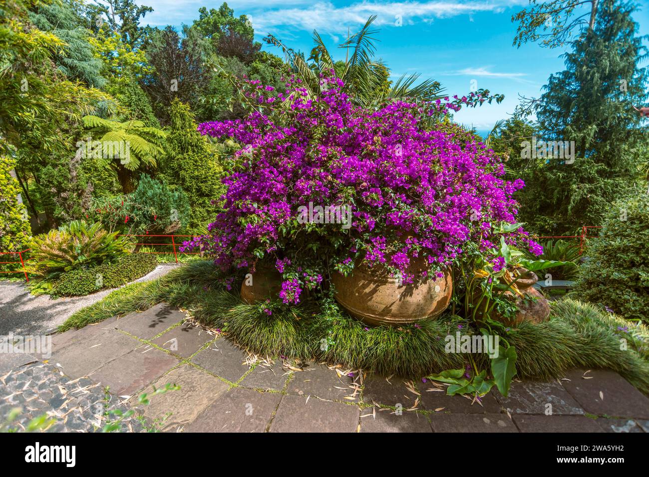 big blossom bush in park by bright sunny day Stock Photo - Alamy
