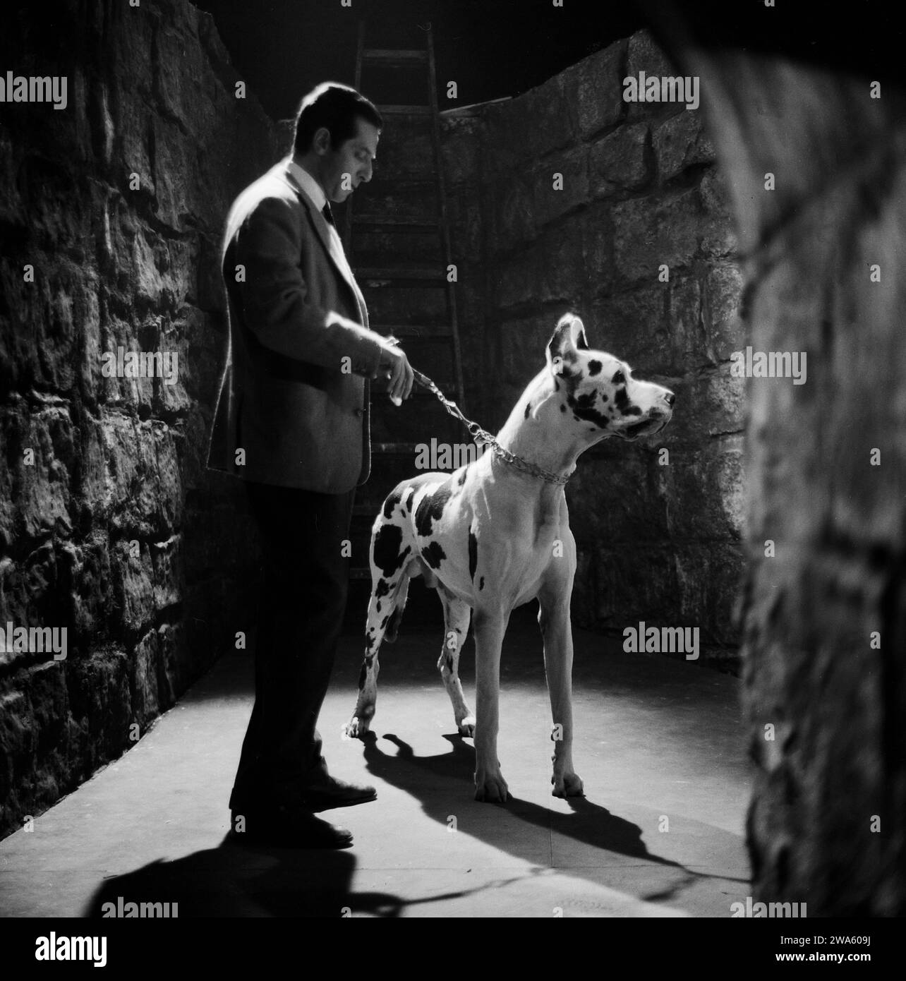 Tunnel hund hi-res stock photography and images - Alamy