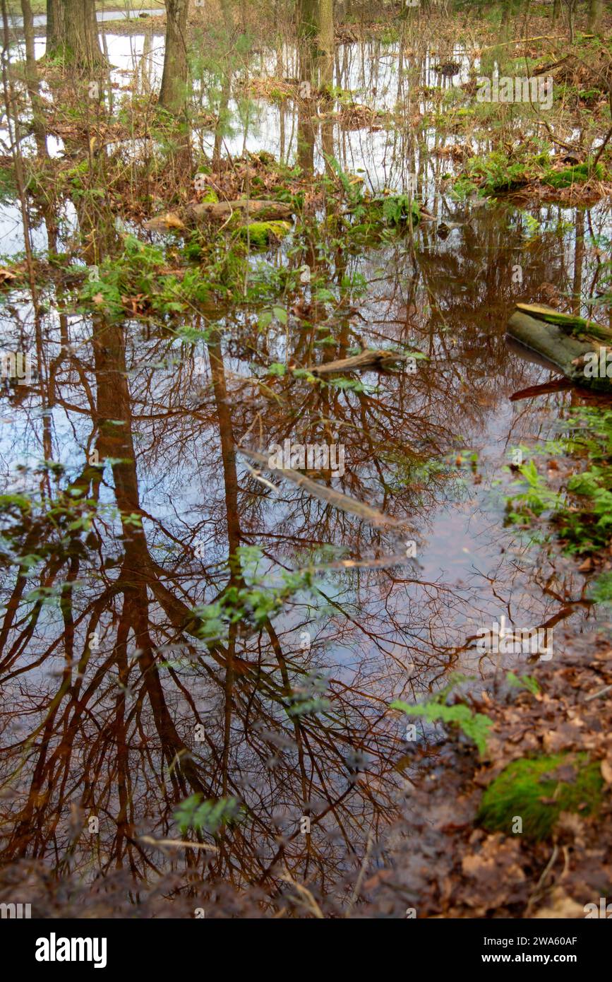 flooded path in forest of trees in Gelderland, Holland Stock Photo - Alamy
