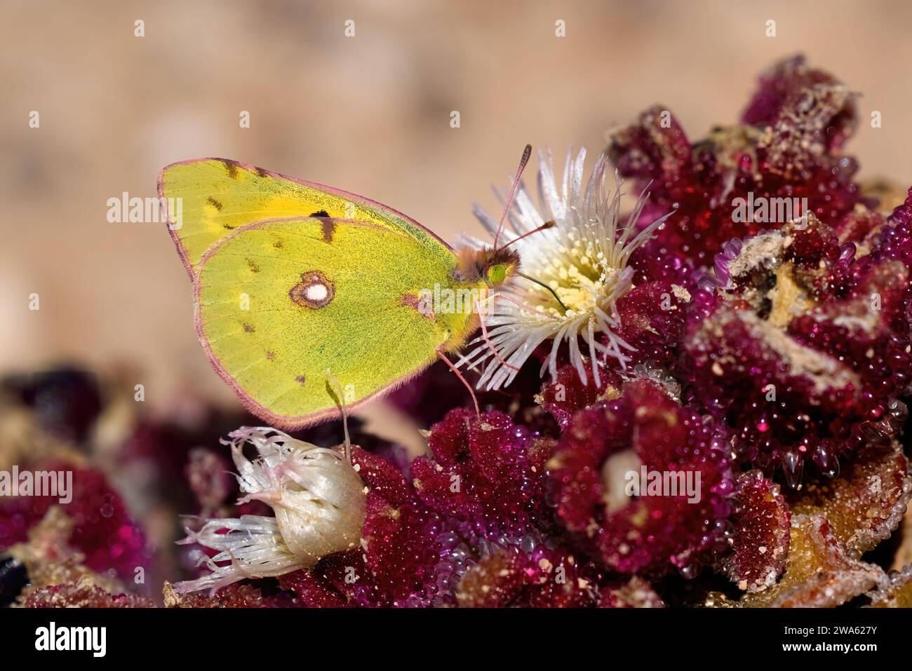 Clouded yellow (Colias croceus) butterfly on flowering Common ice plant ...