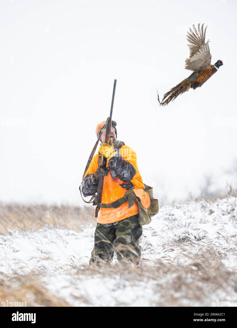 A hunter shooting at a rooster pheasant in North Dakota on a snowy day ...