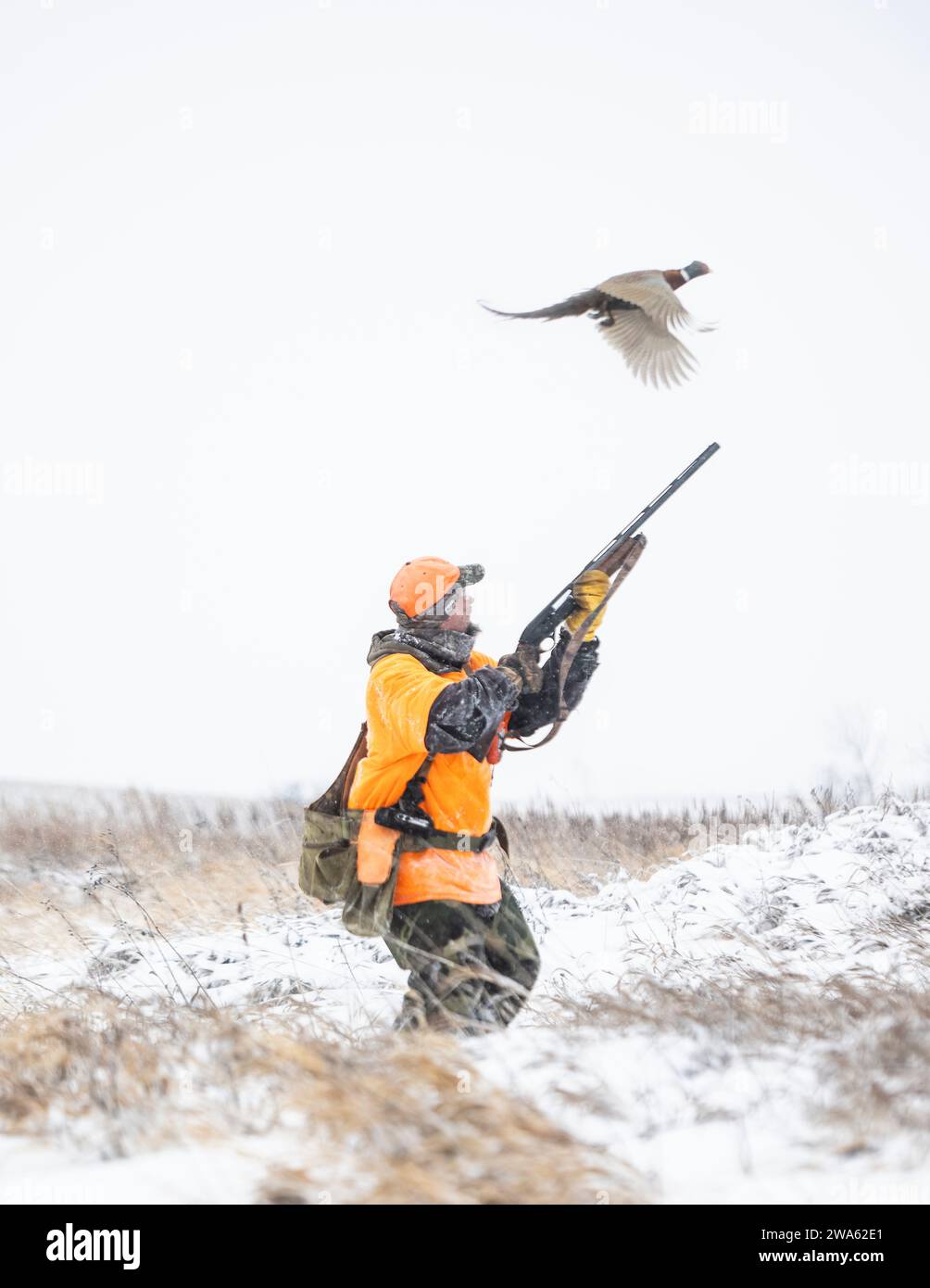 A hunter shooting at a rooster pheasant in North Dakota on a snowy day ...