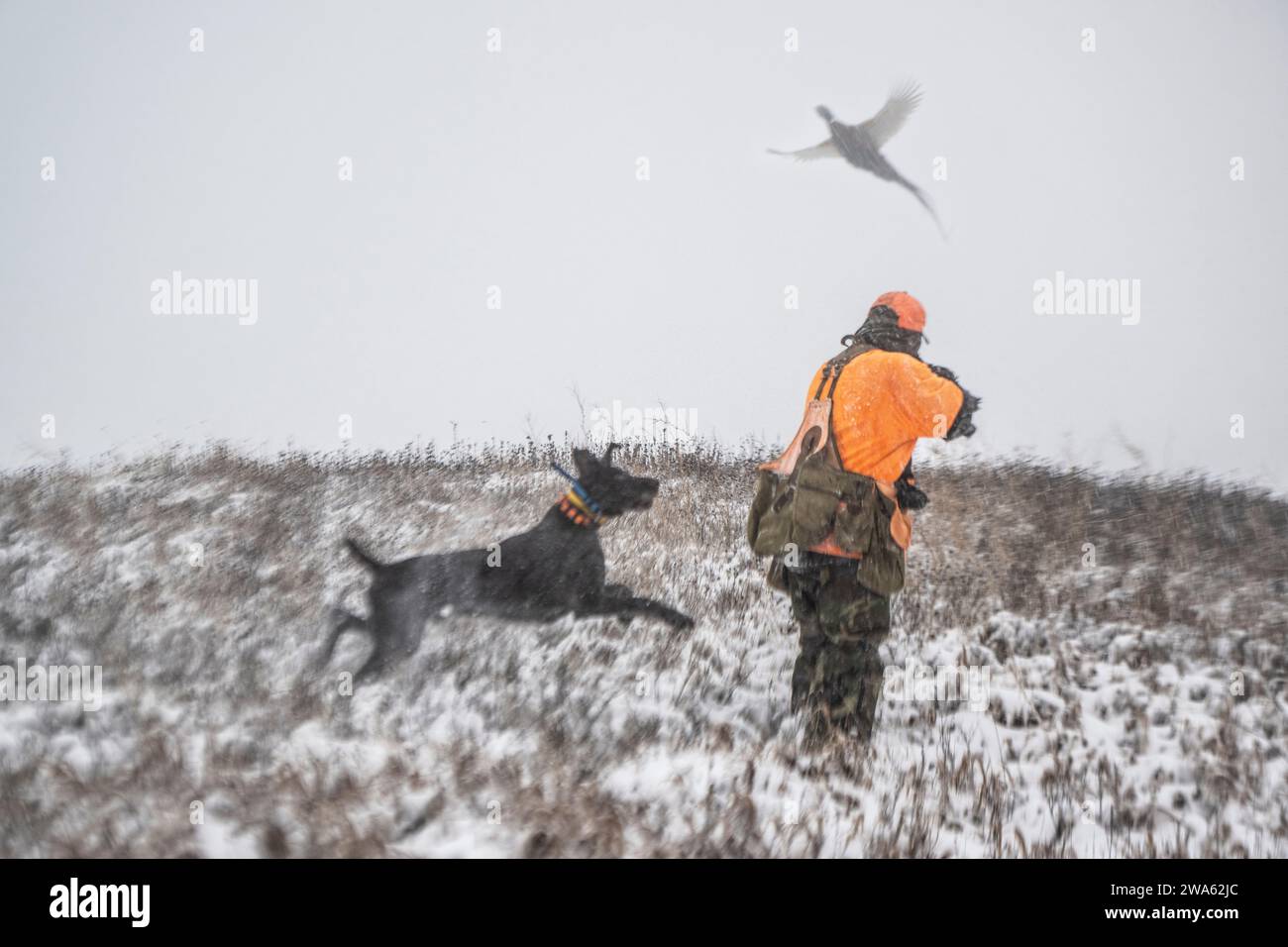 A hunter shooting at a rooster pheasant in North Dakota on a snowy day ...