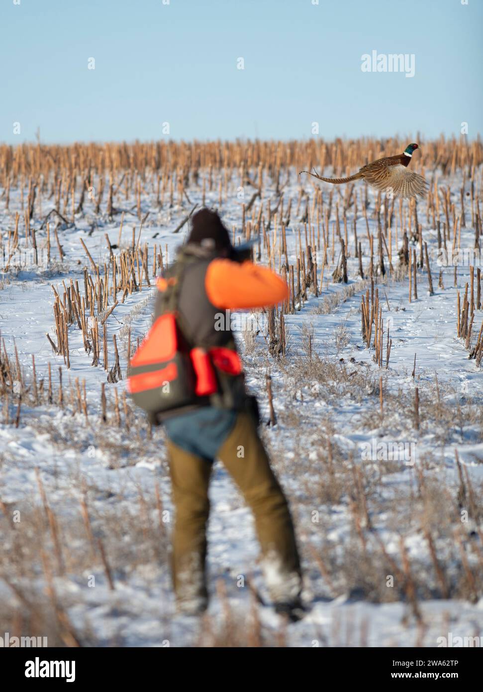 A hunter shooting at a rooster pheasant in North Dakota Stock Photo - Alamy