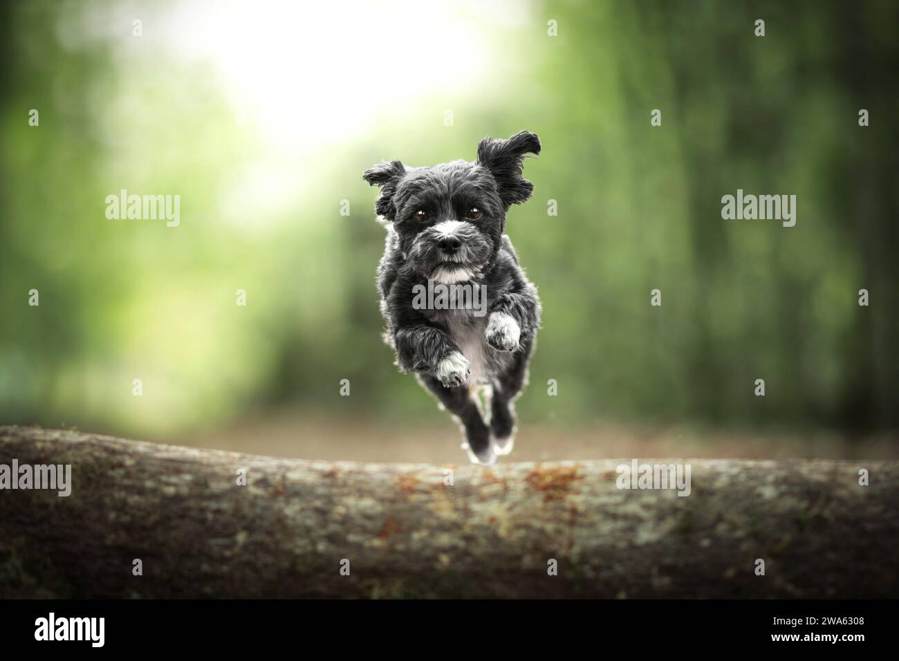 Jumping over trees hi-res stock photography and images - Alamy