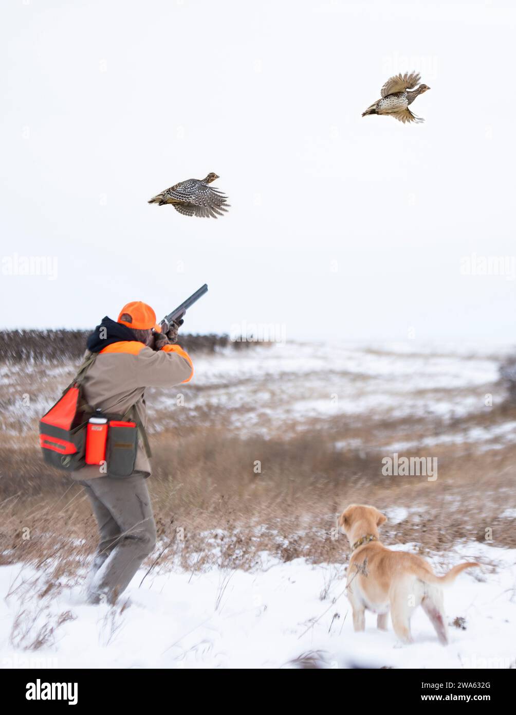 Uplandhunting hi-res stock photography and images - Alamy