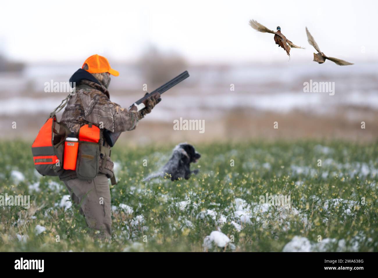 A Pheasant hunter in South Dakota on a snowy early winter day Stock ...