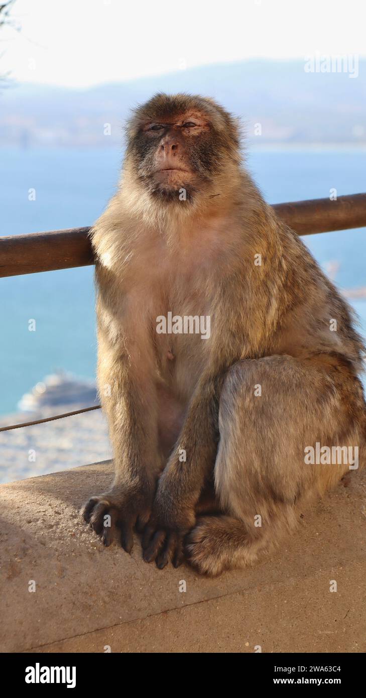 Monkey kingdom exploration hi-res stock photography and images - Alamy