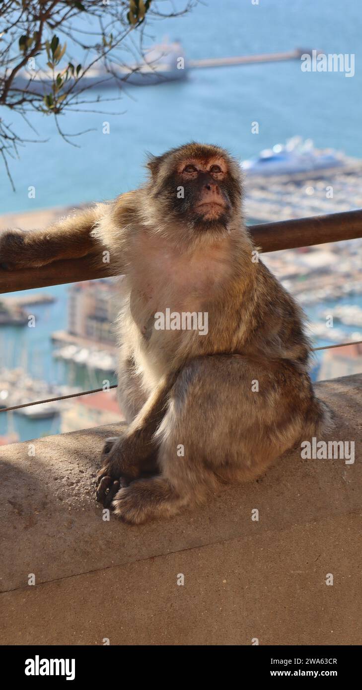 Monkey kingdom exploration hi-res stock photography and images - Alamy