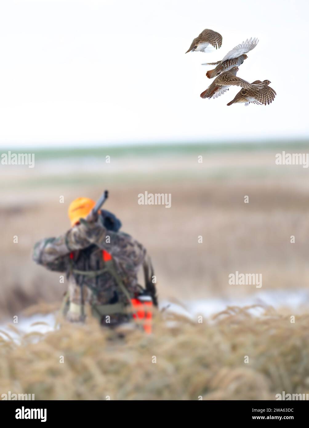 A hunter shooting at Hungarian Partridge on a snowy day in North Dakota ...