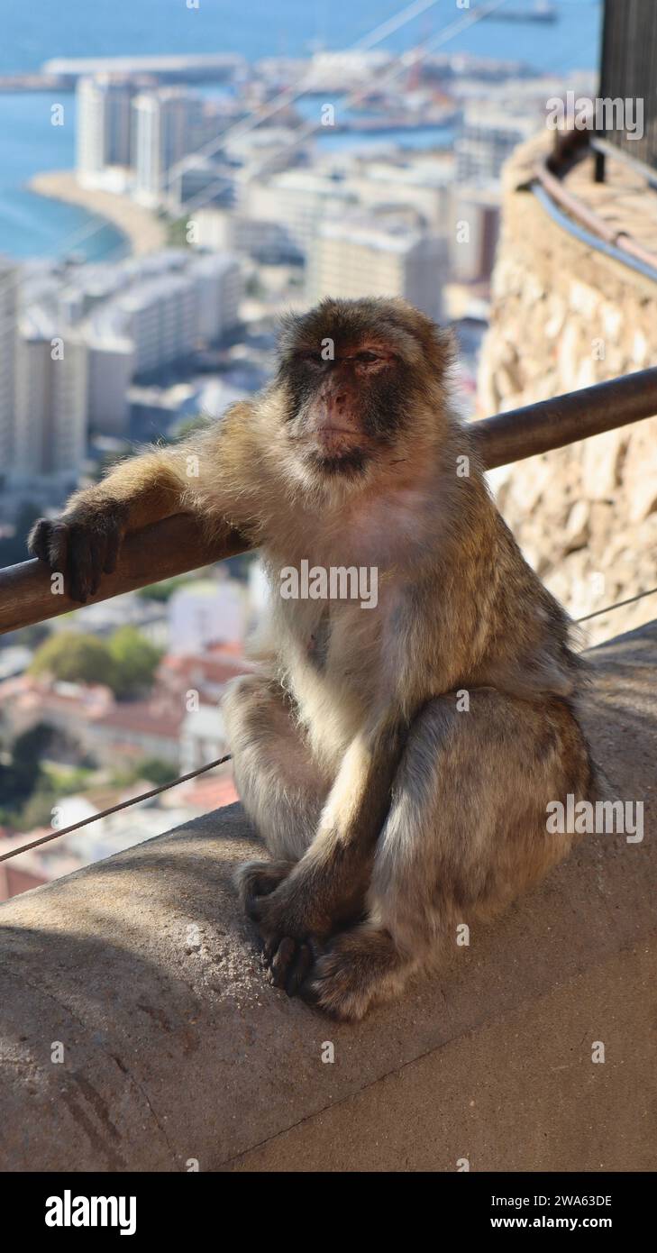 wildlife monkey rock of Gibraltar United Kingdom Europe Stock Photo - Alamy