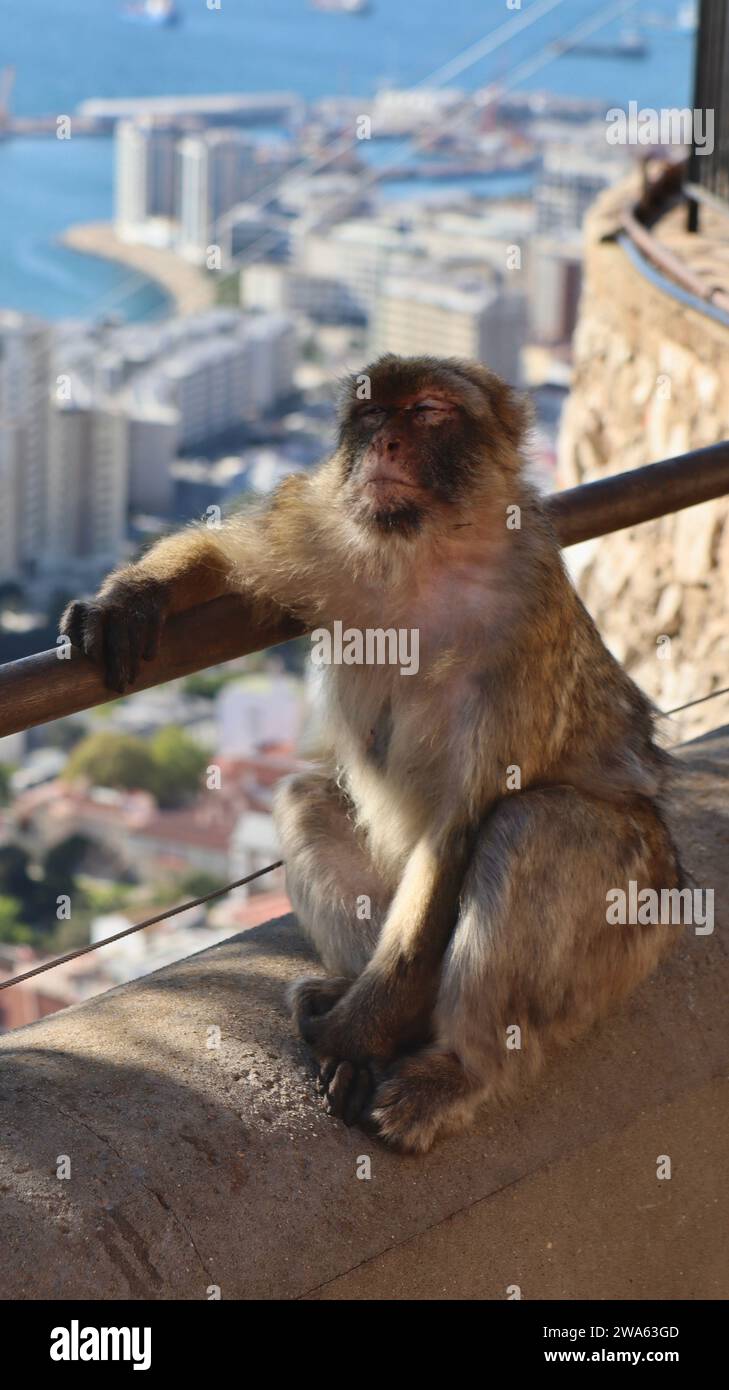 Monkey kingdom exploration hi-res stock photography and images - Alamy