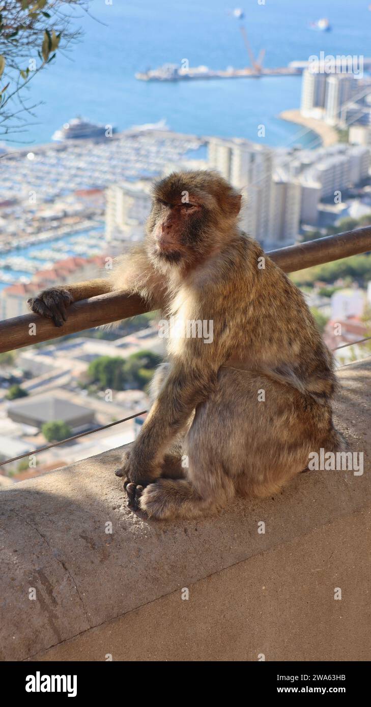 wildlife monkey rock of Gibraltar United Kingdom Europe Stock Photo - Alamy