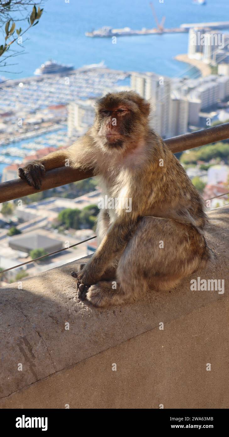 wildlife monkey rock of Gibraltar United Kingdom Europe Stock Photo - Alamy