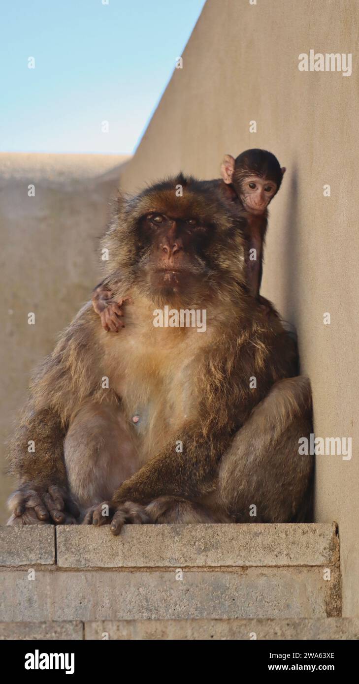 Monkey kingdom exploration hi-res stock photography and images - Alamy