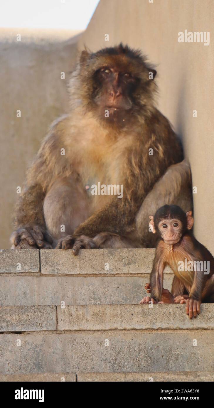 wildlife monkey rock of Gibraltar United Kingdom Europe Stock Photo - Alamy