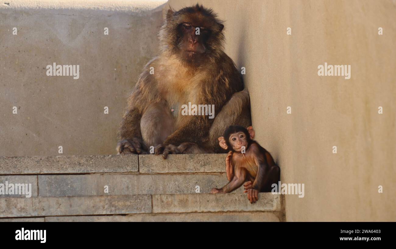 Monkey kingdom exploration hi-res stock photography and images - Alamy