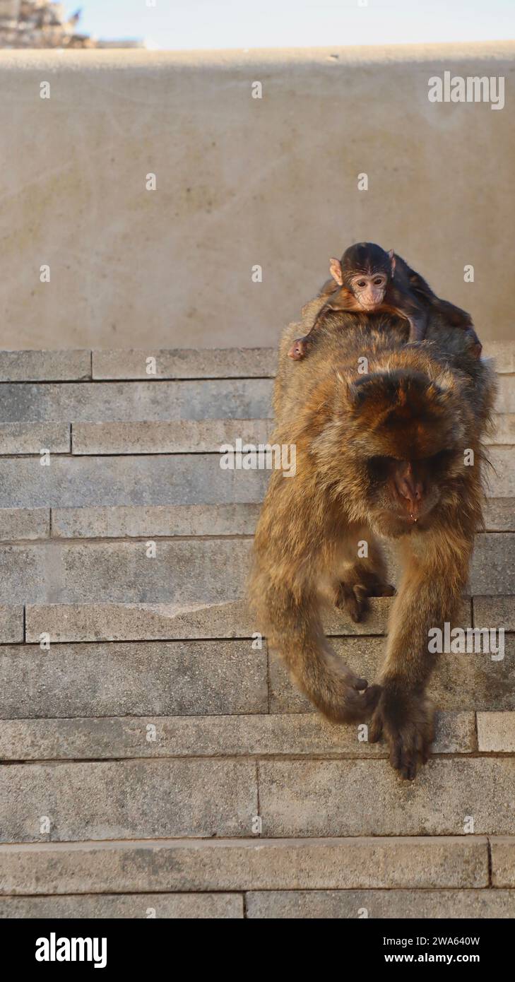 photo wildlife monkey rock of Gibraltar United Kingdom Europe Stock ...
