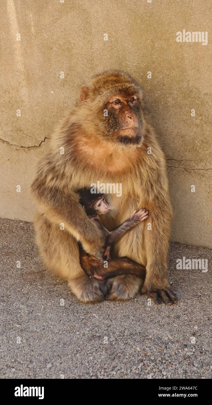 Monkey kingdom exploration hi-res stock photography and images - Alamy