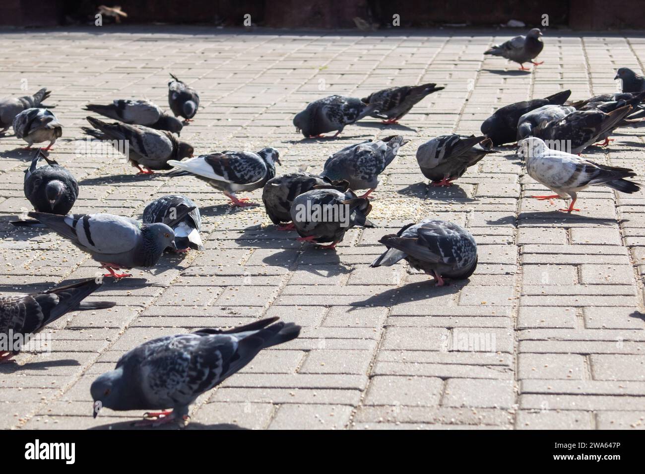 Pigeons eating grain on the sidewalk close up Stock Photo - Alamy