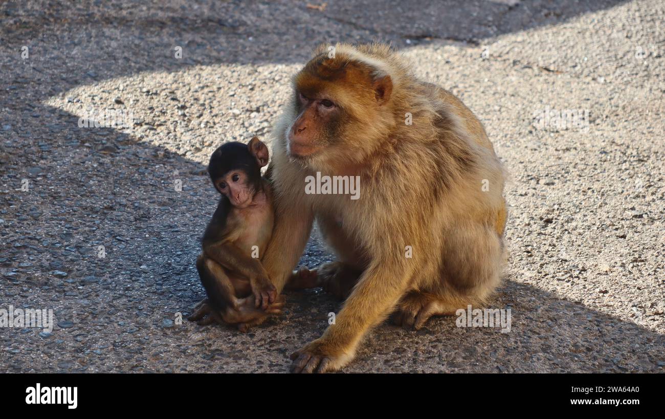 Monkey exploration hi-res stock photography and images - Alamy