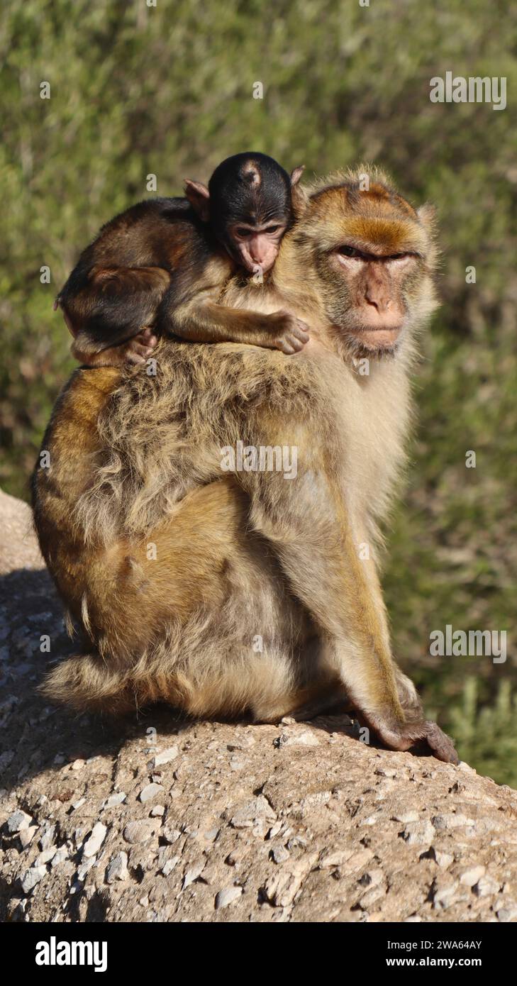 wildlife monkey rock of Gibraltar United Kingdom Europe Stock Photo - Alamy