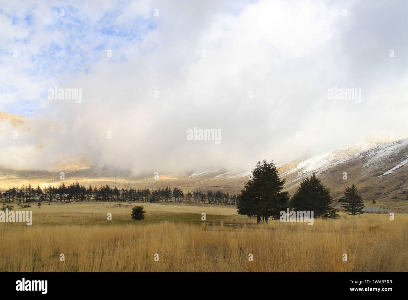 The Bcharreh Cedars of God forest reserve in Lebanon on a foggy day ...