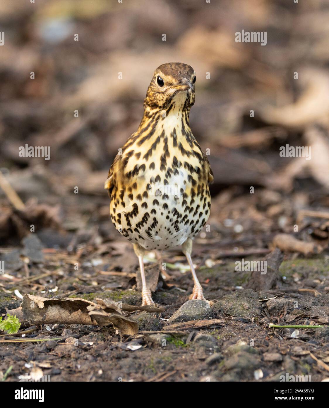 True thrush family hi-res stock photography and images - Alamy