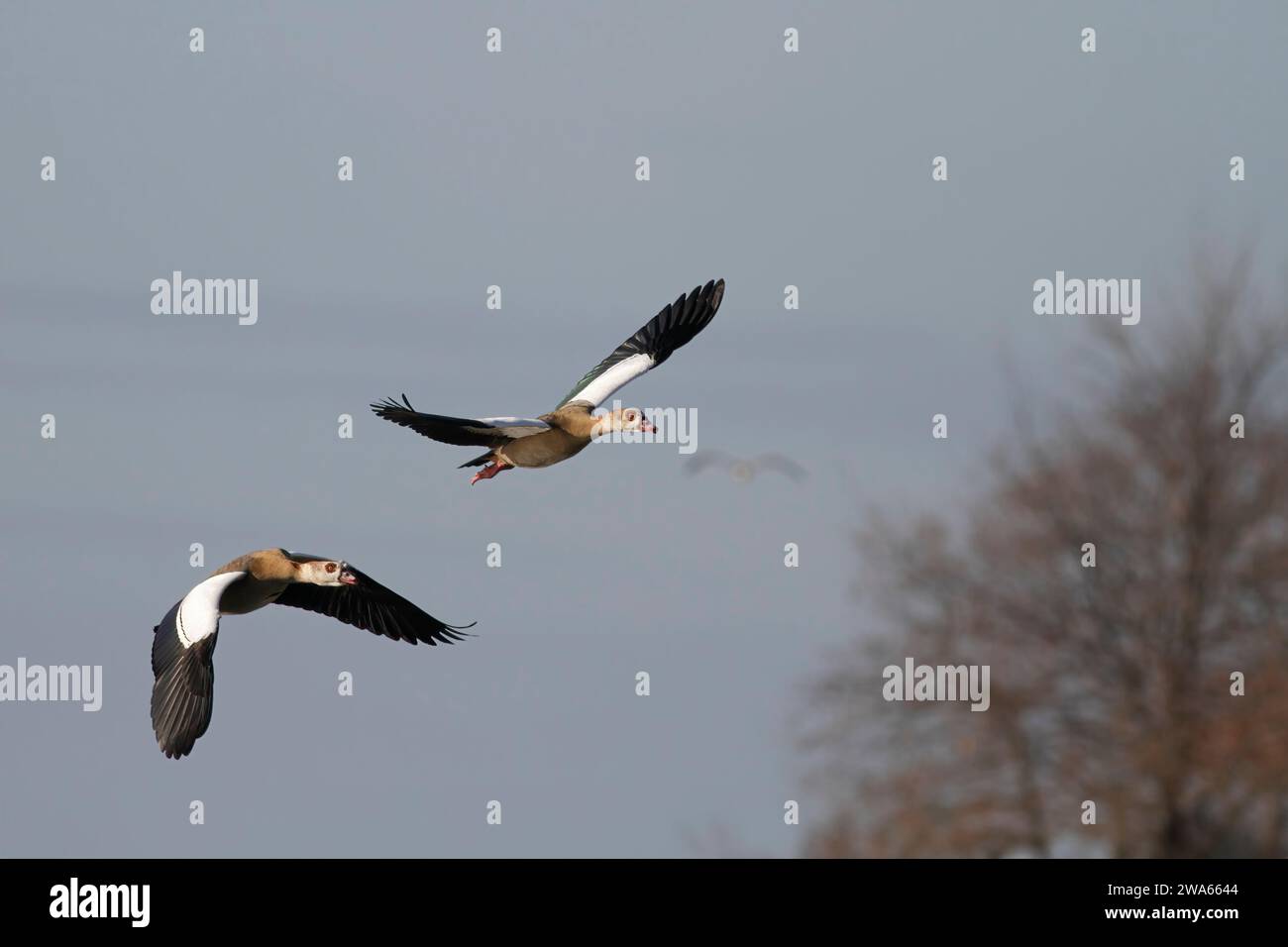 Egyptian goose in flight over Douro river, north of Portugal Stock ...