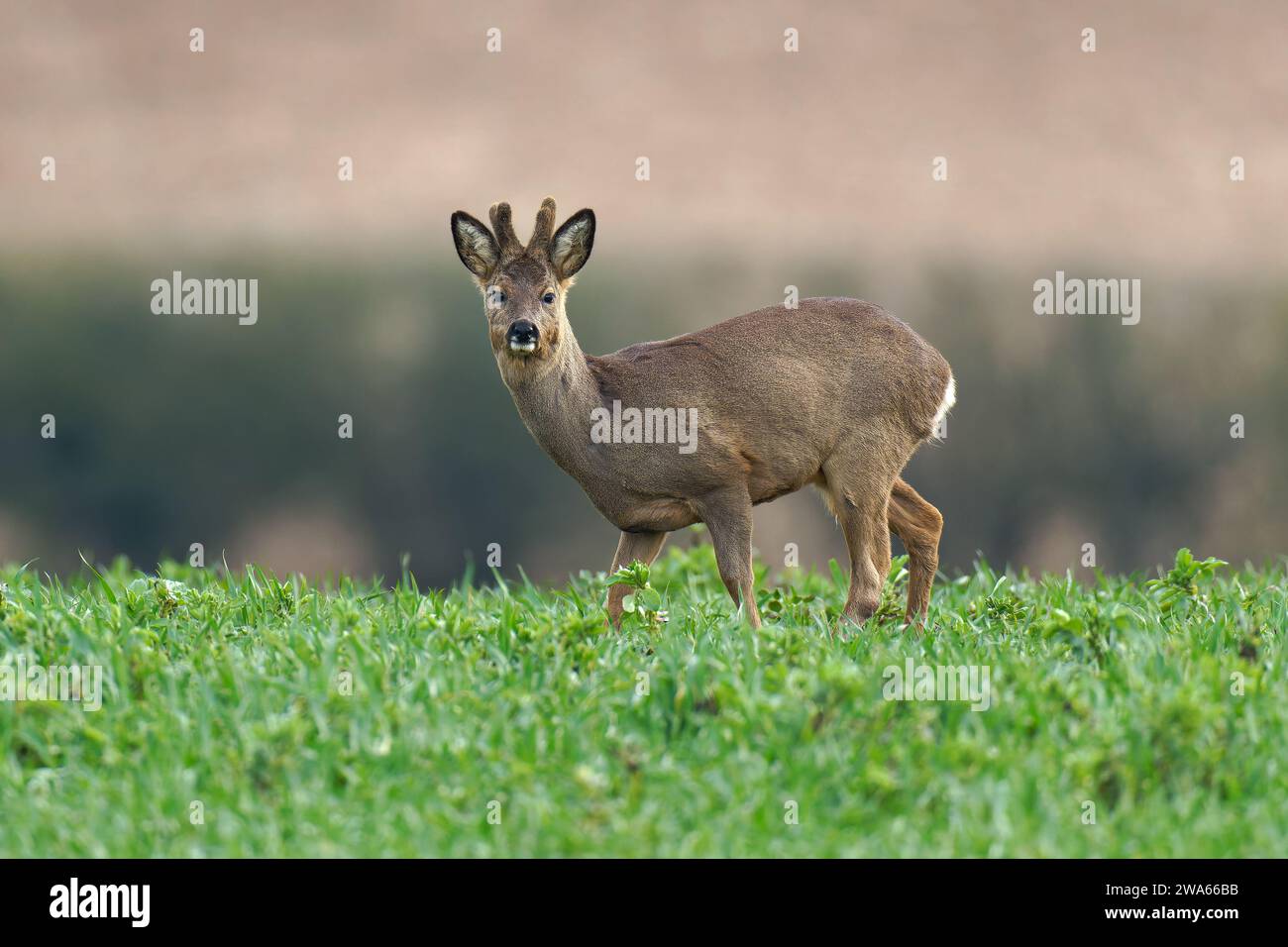European Roe deer (buck) -Capreolus capreolus Stock Photo - Alamy