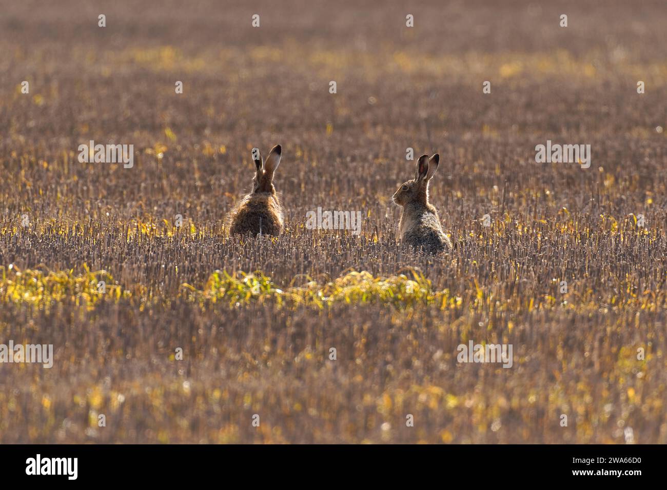Pair of Brown Hares- Lepus europaeus in a field at sunrise Stock Photo ...