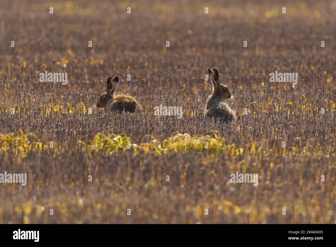 Pair of Brown Hares- Lepus europaeus in a field at sunrise Stock Photo ...