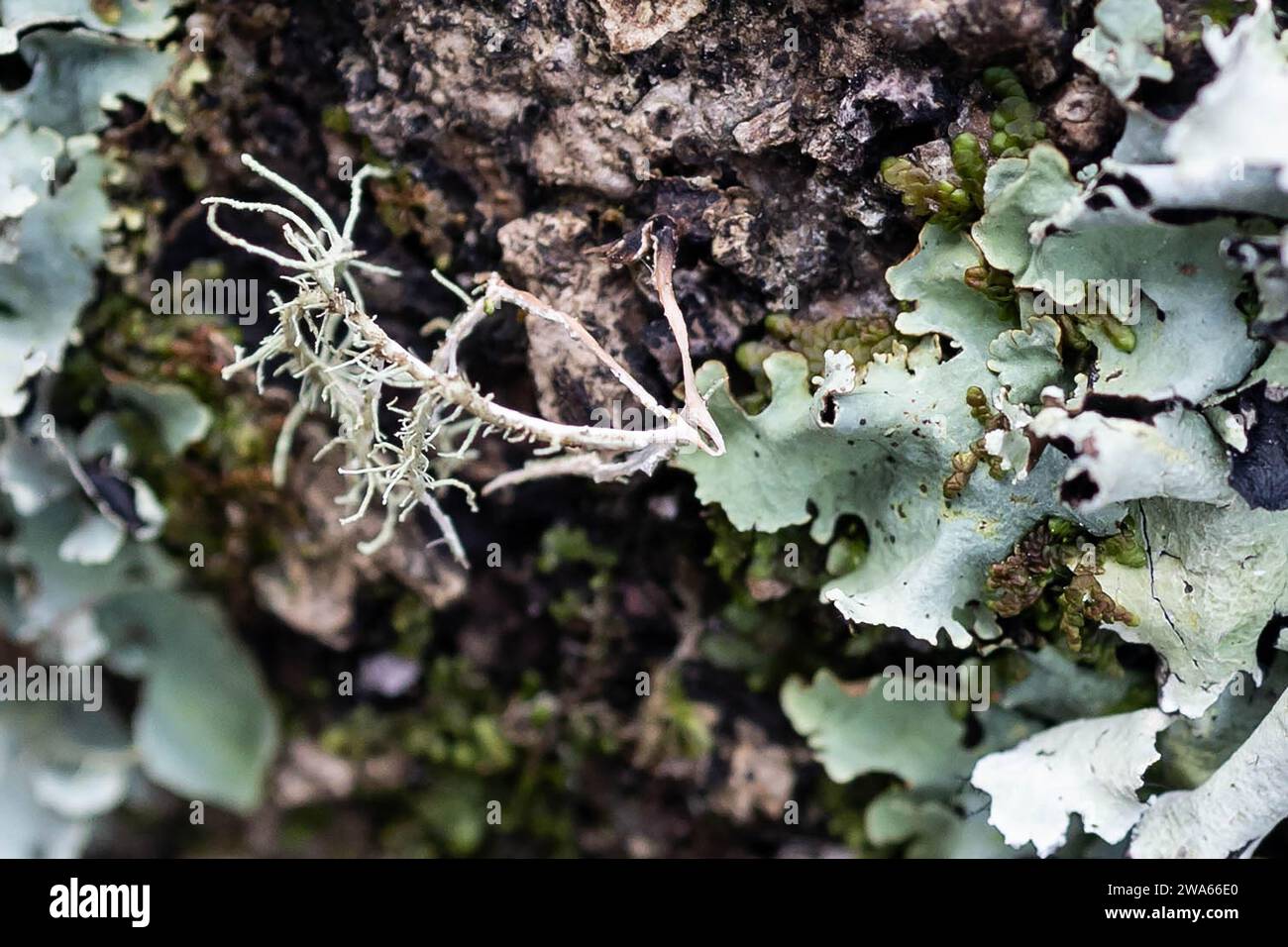 Lichen detail hi-res stock photography and images - Alamy
